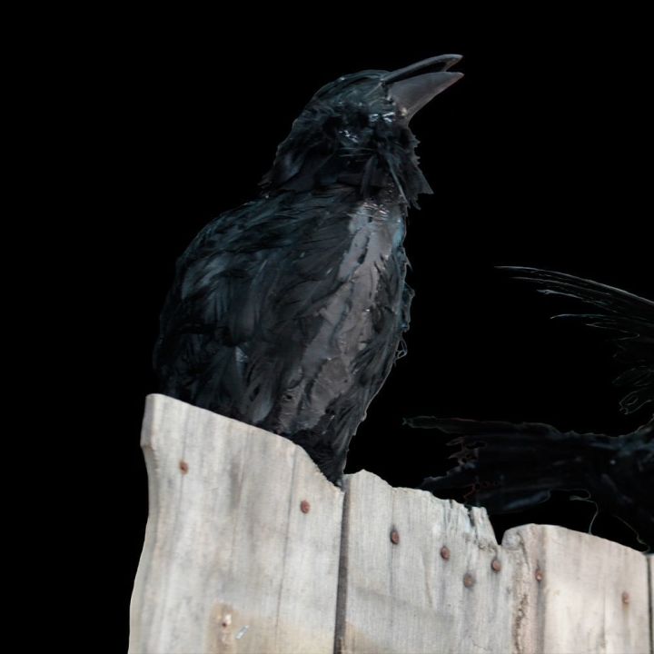 RAV301- Perched Talking Raven ⋆ Scare Factory